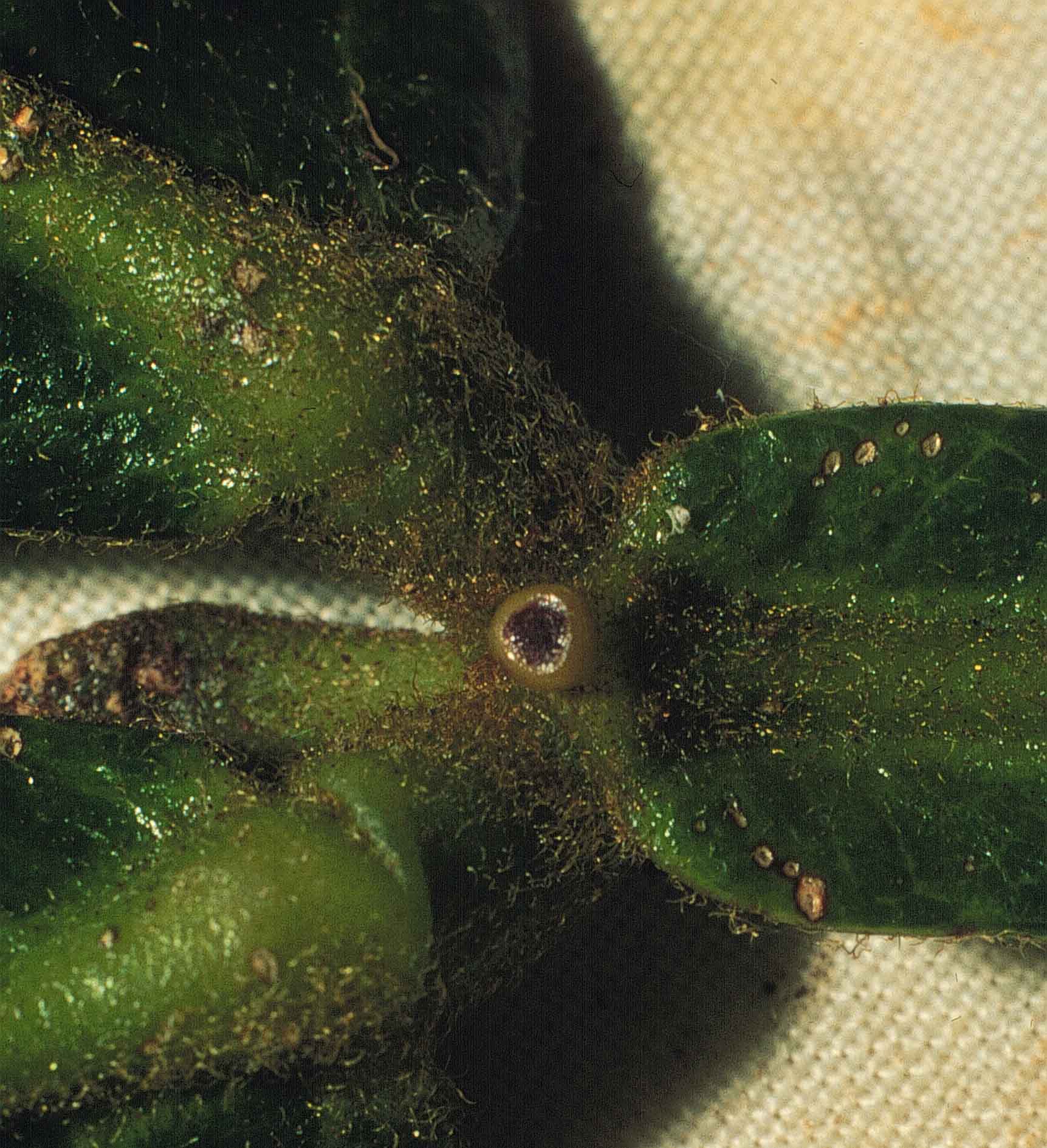 Inga sapindoides 26 Setiembre 1998