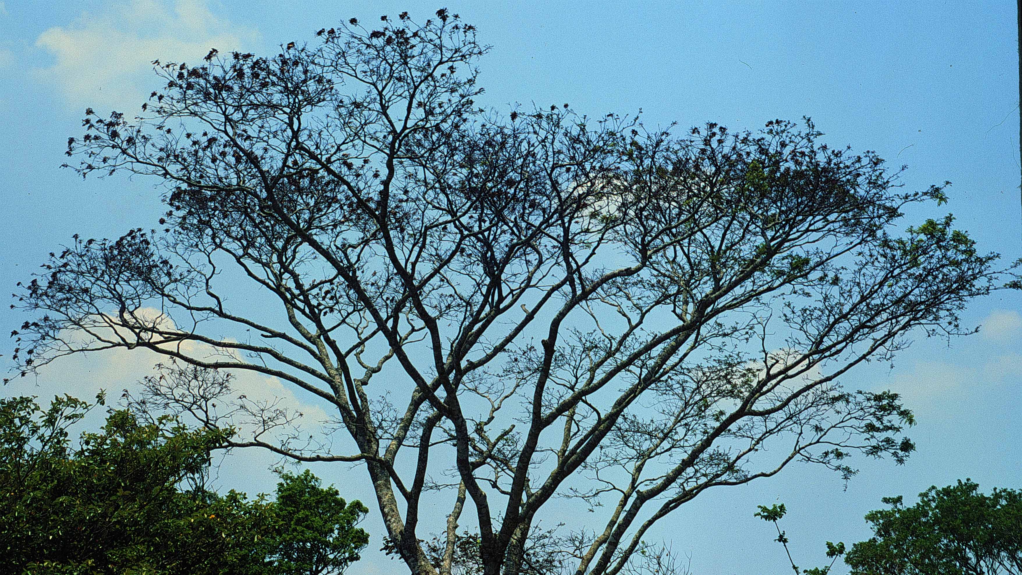 Lonchocarpus rugosus 16 Setiembre 1998