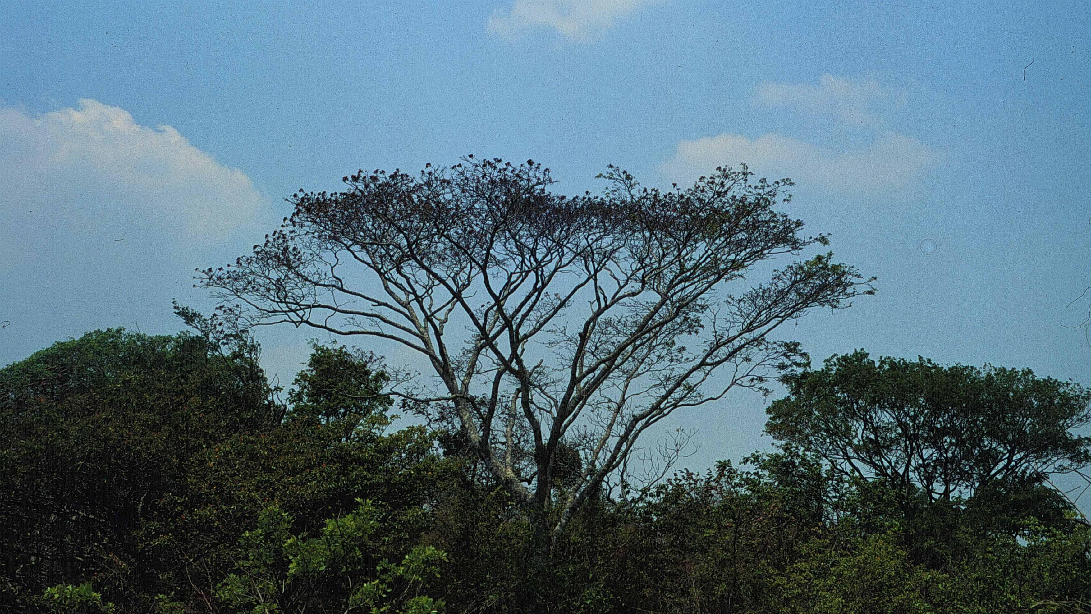 Lonchocarpus rugosus 16 Setiembre 1998