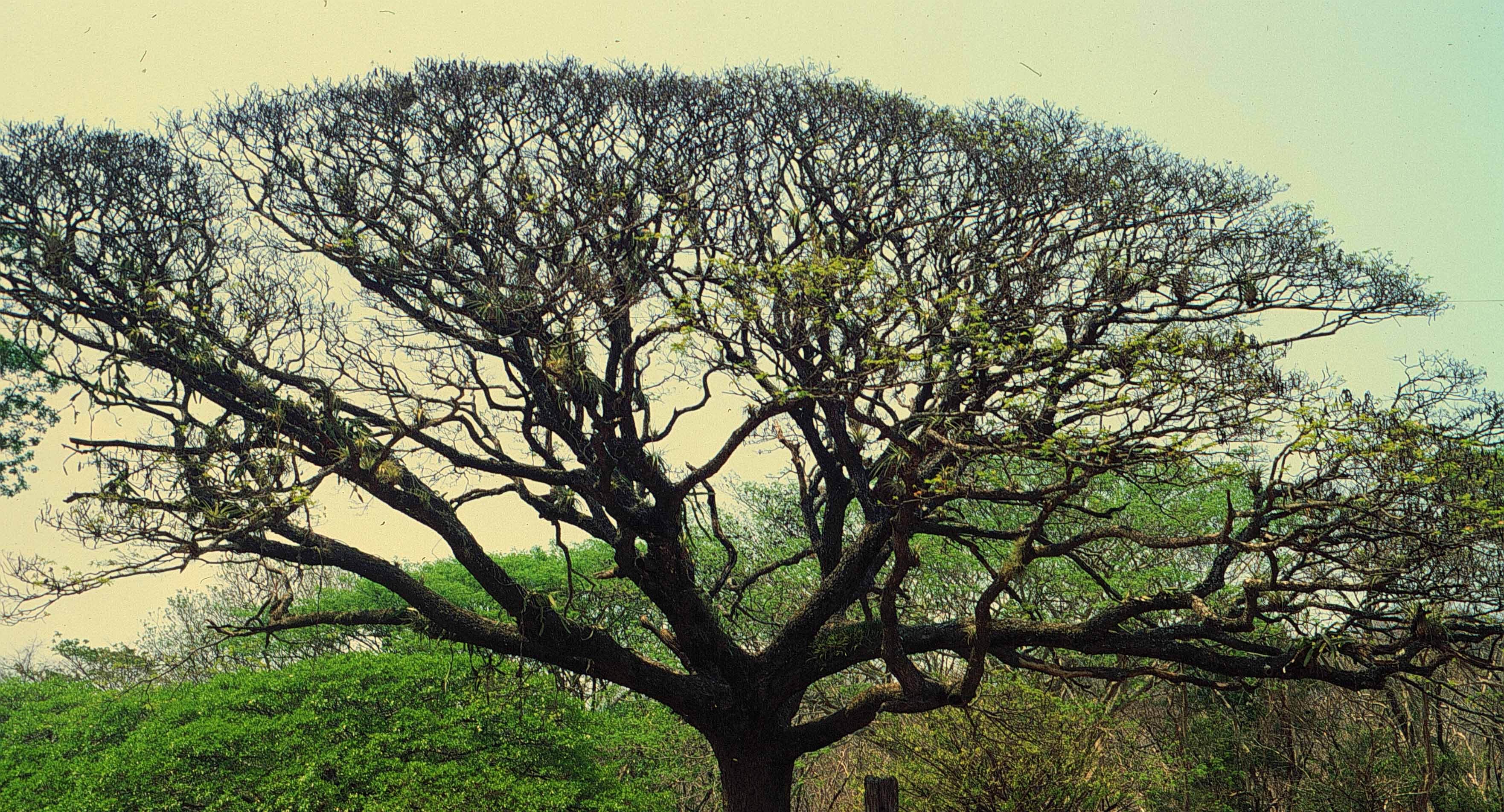 Samanea saman 15 noviembre 1999