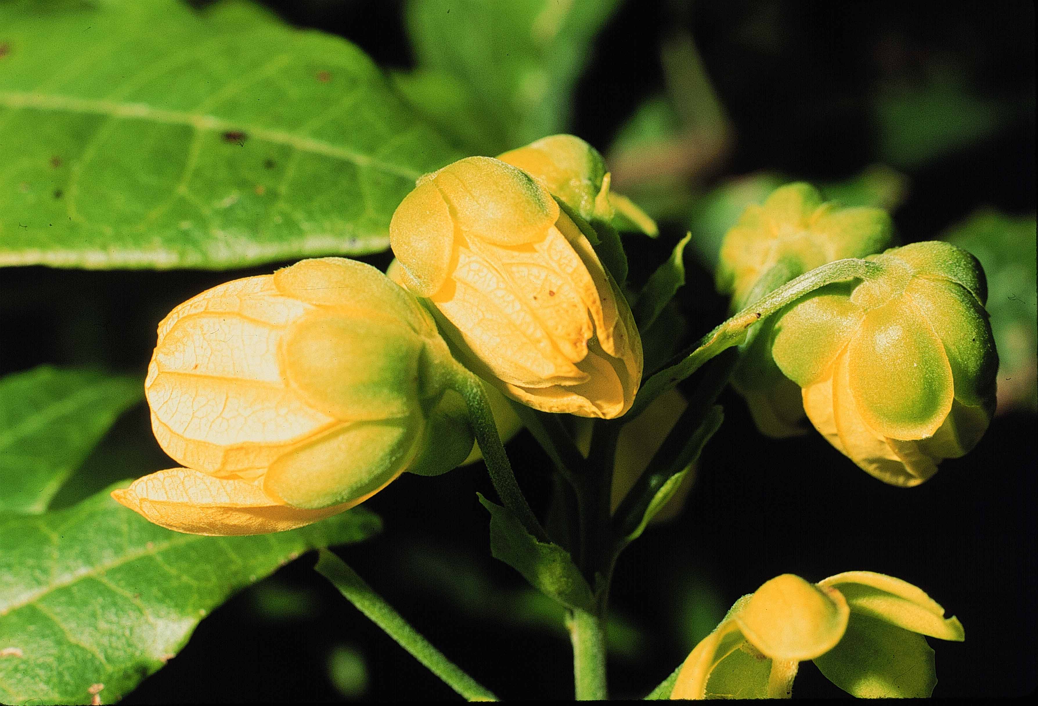 Senna undulata 15 abril 1998