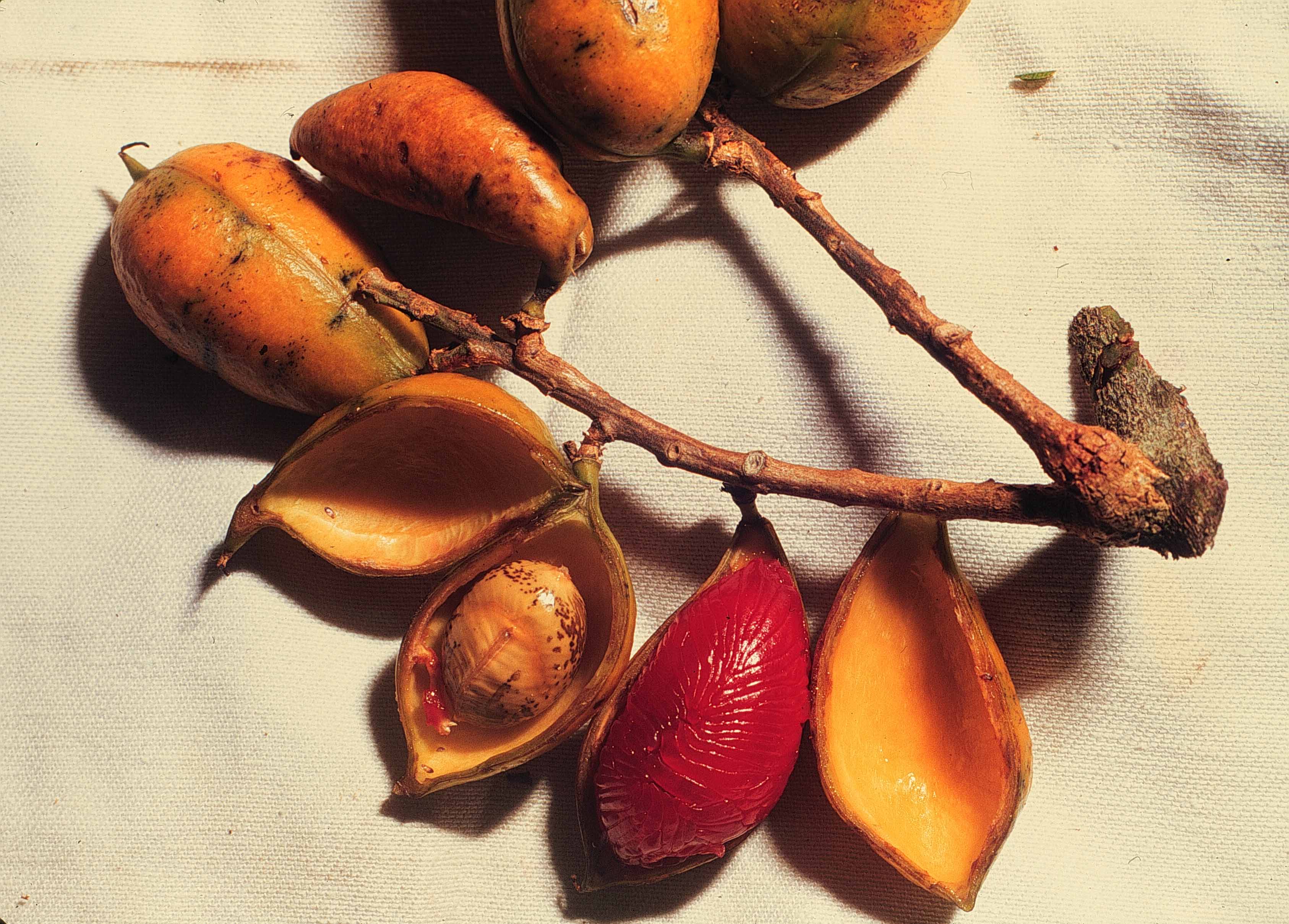 Swartzia cubensis 15 abril 1998