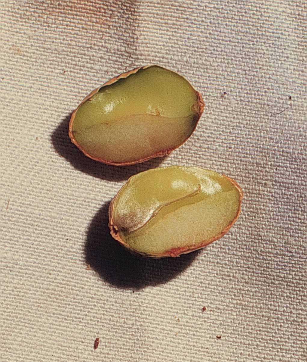 Swartzia cubensis 15 abril 1998