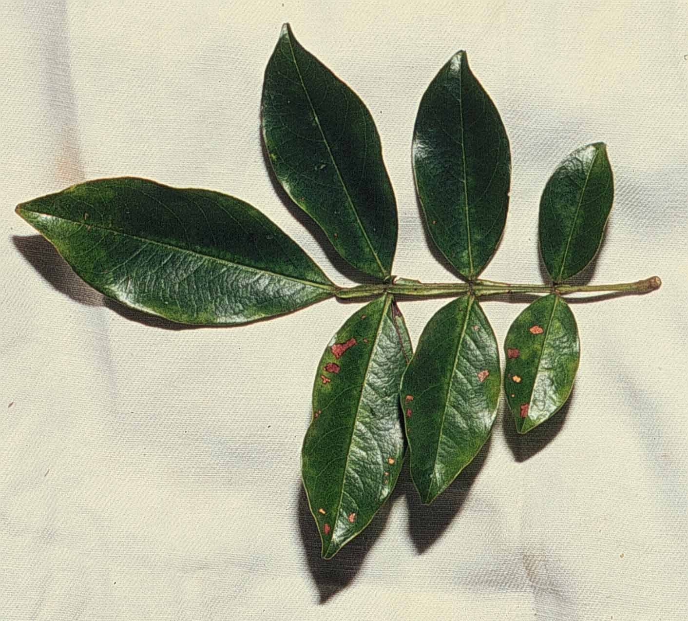 Swartzia cubensis 15 abril 1998