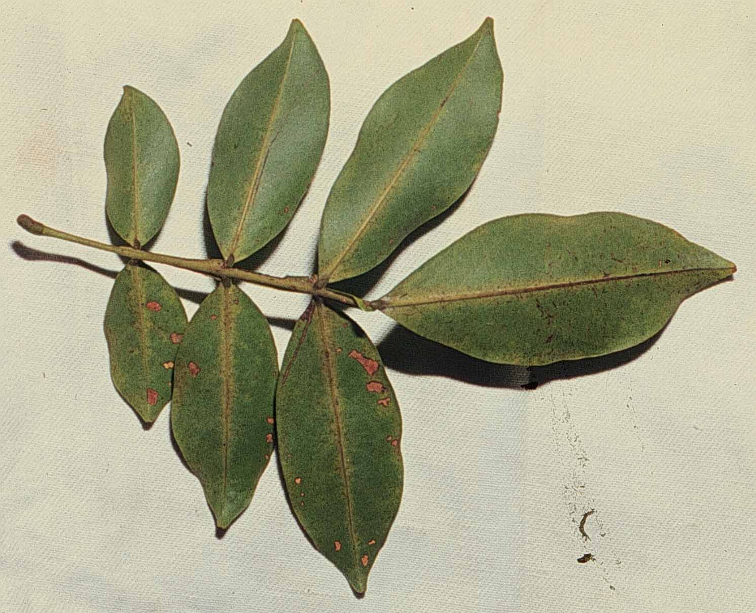 Swartzia cubensis 15 abril 1998