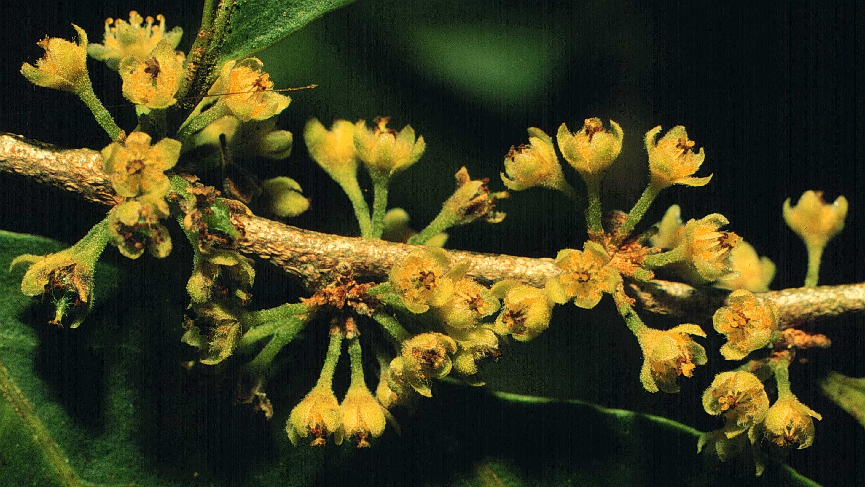 Casearia sylvestris 21 mayo 1998