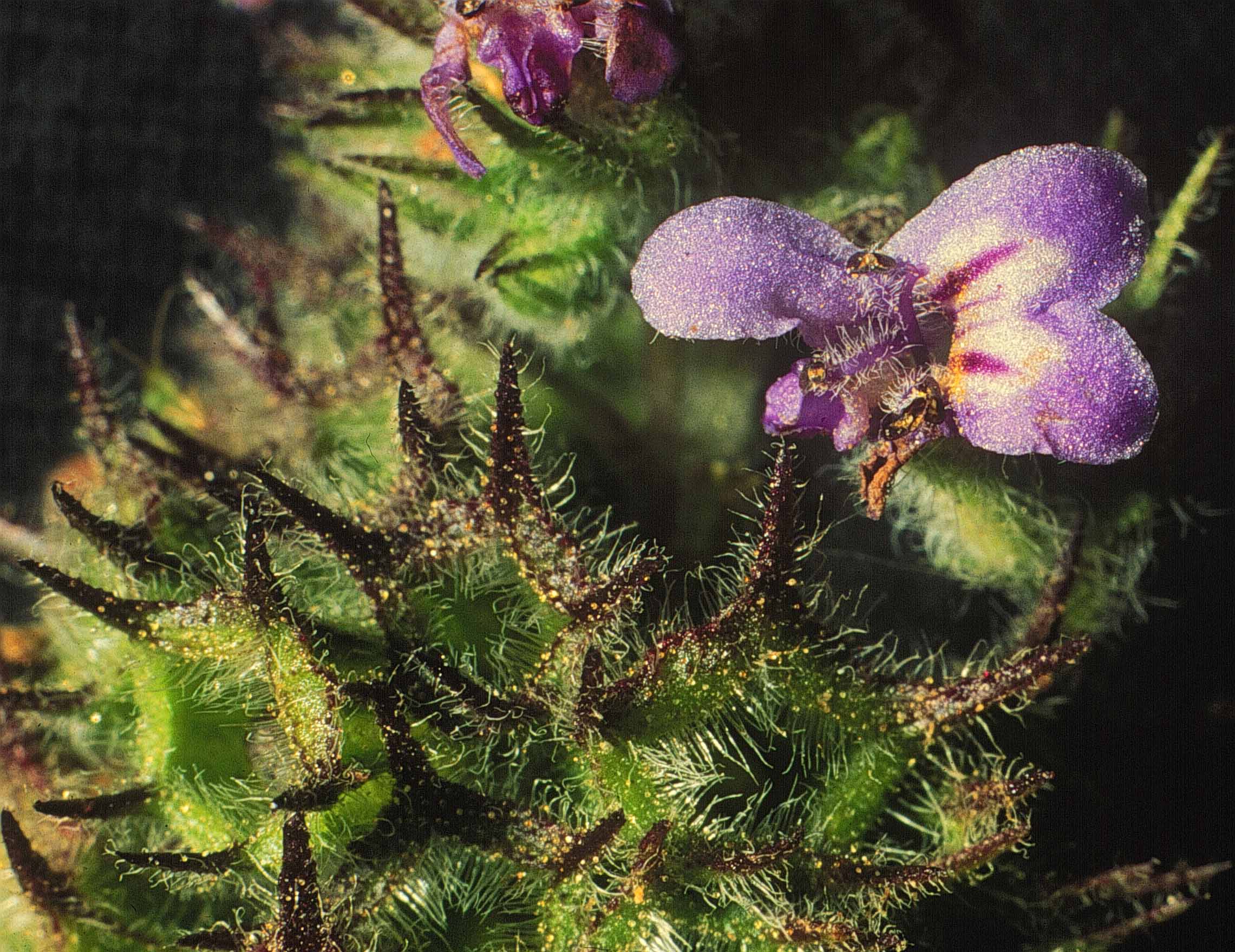 (PDF) ANÁLISIS QUÍMICO DE NUTRIENTES EN LA SEMILLA DE HYPTIS - DOKUMEN.TIPS