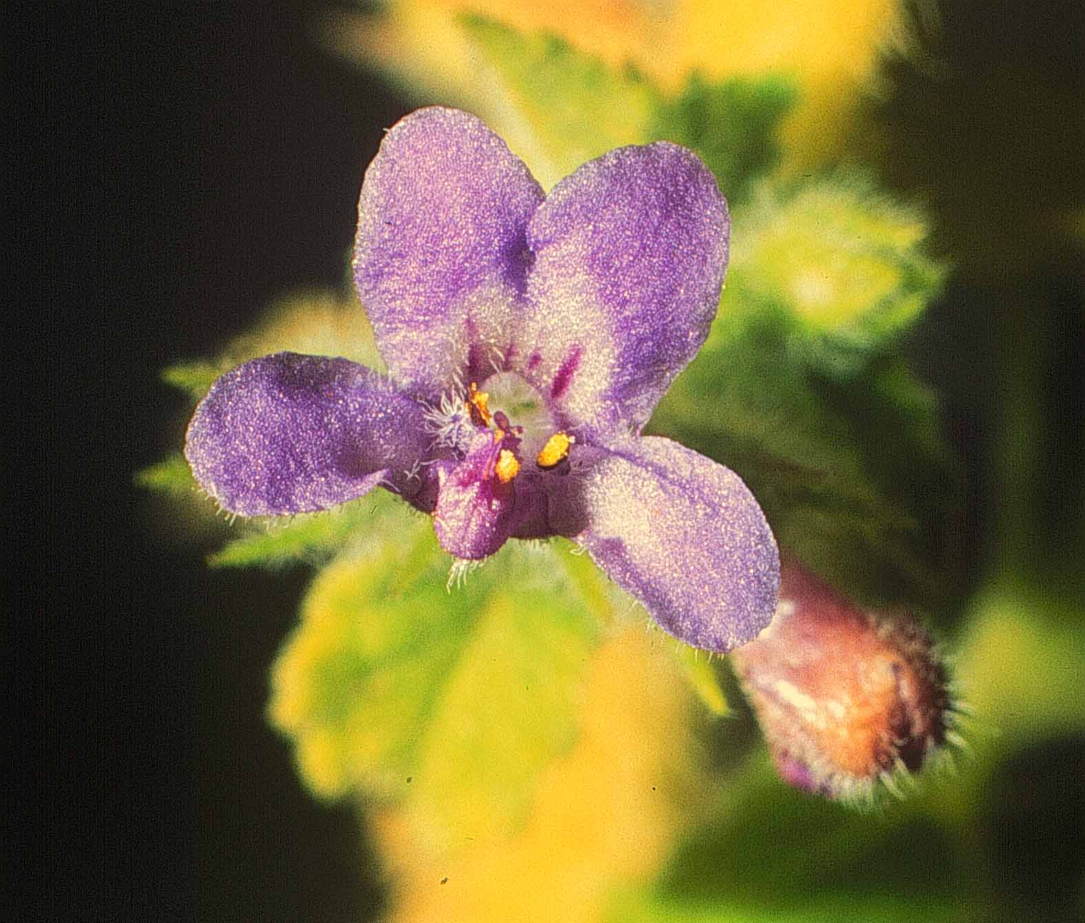 (PDF) ANÁLISIS QUÍMICO DE NUTRIENTES EN LA SEMILLA DE HYPTIS - DOKUMEN.TIPS