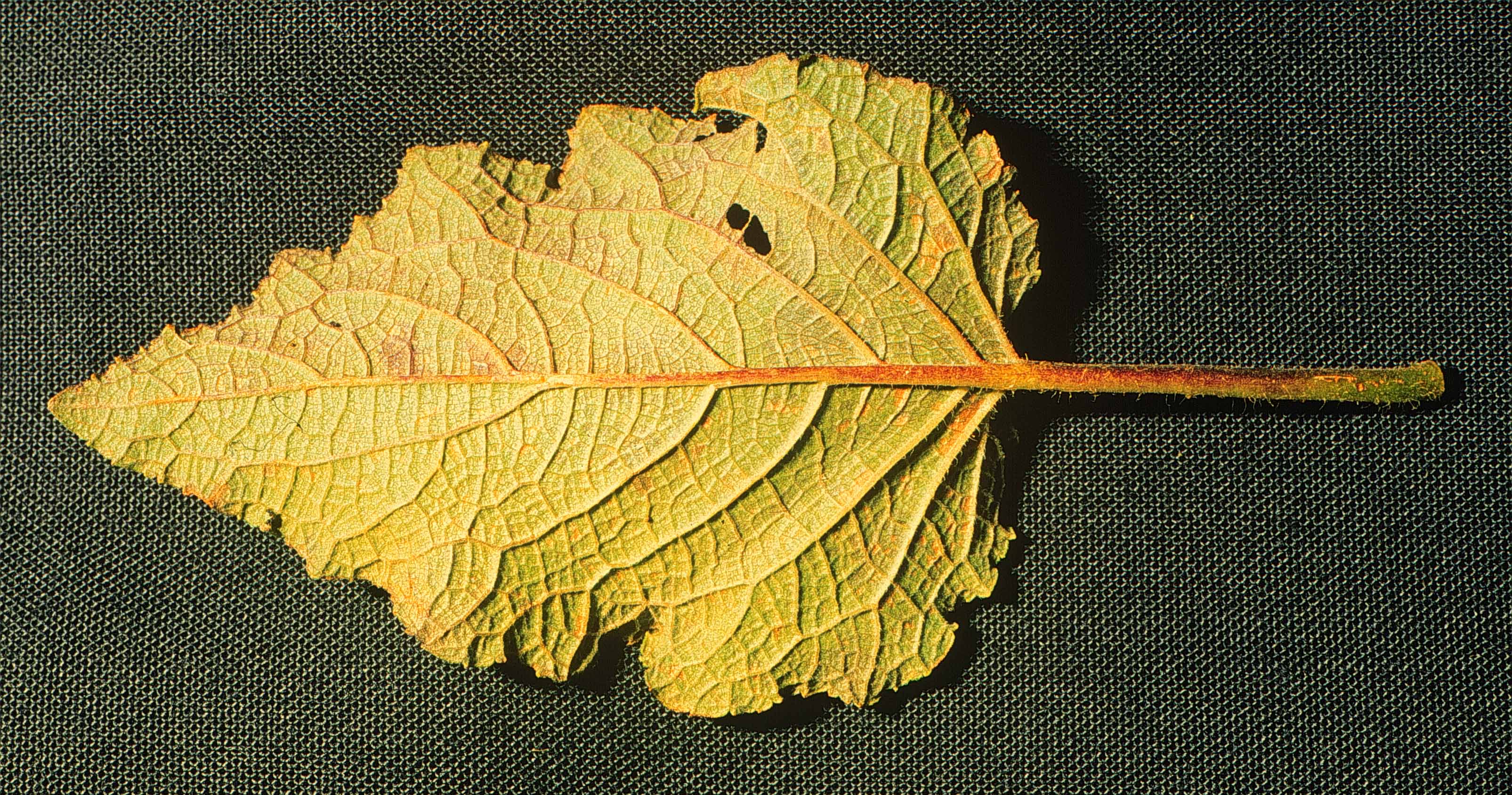 Hyptis suaveolens 20 January 1998.