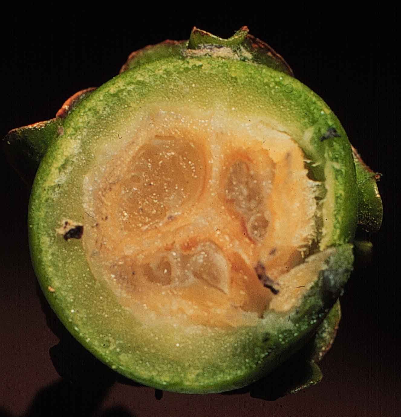 Byrsonima crassifolia 8 setiembre 1998 Byrsonima crassifolia 8 setiembre 1998
