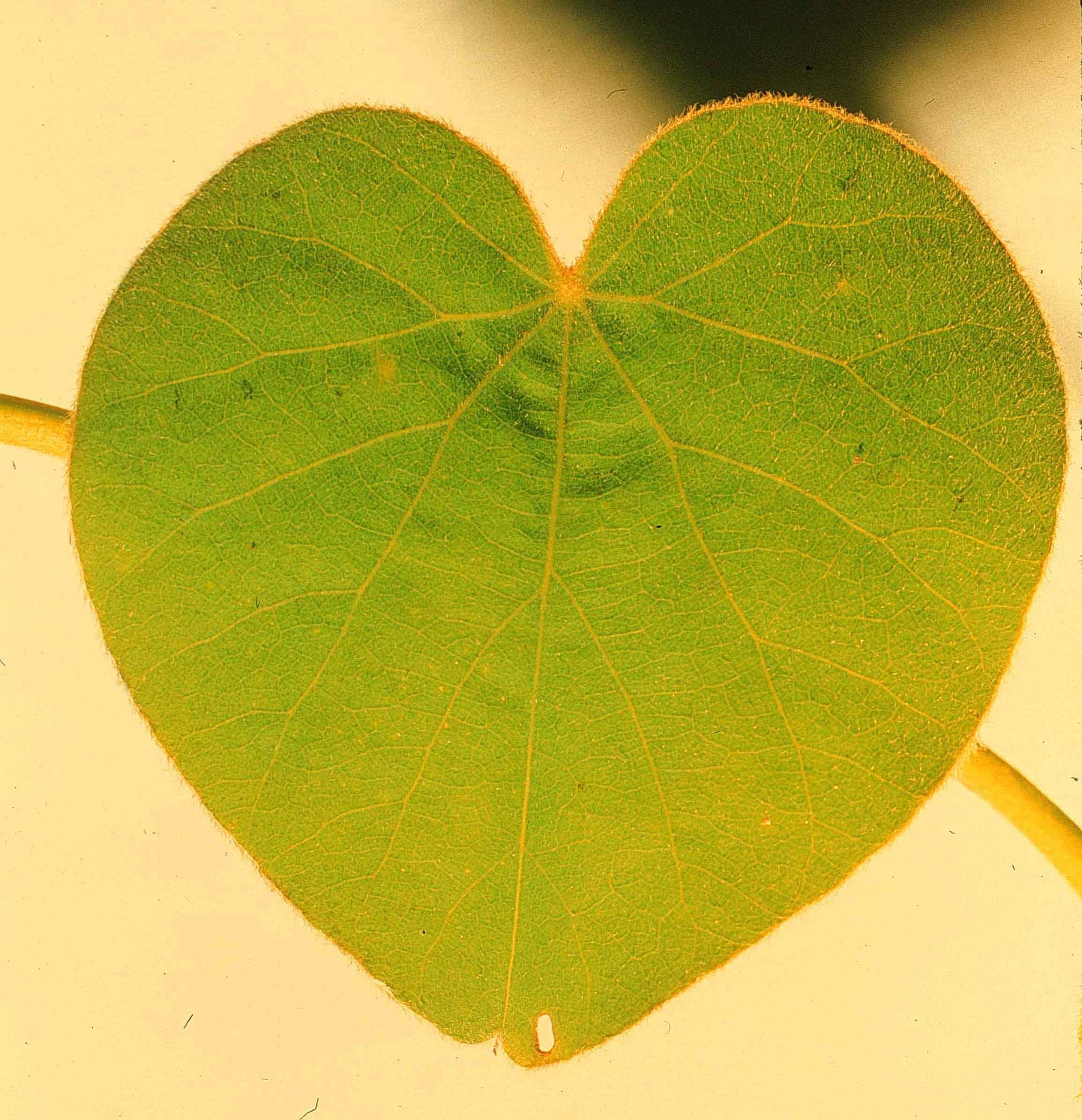 Cissampelos pareira 23 octubre 1998