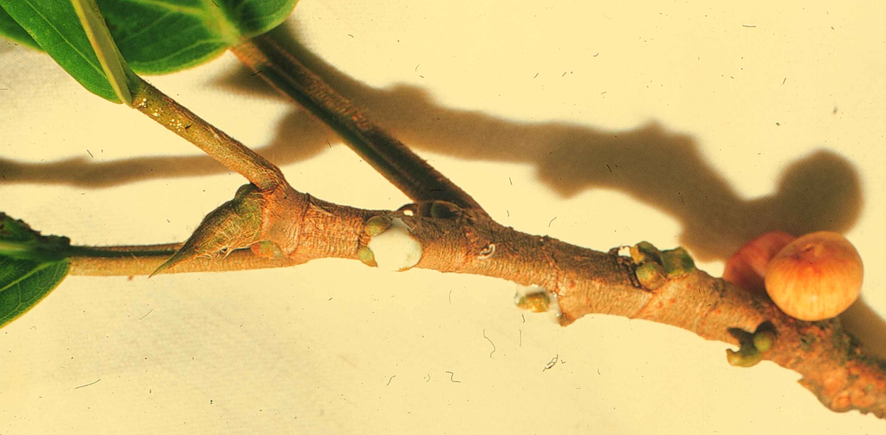 Ficus colubrinae 23 Octubre 1998