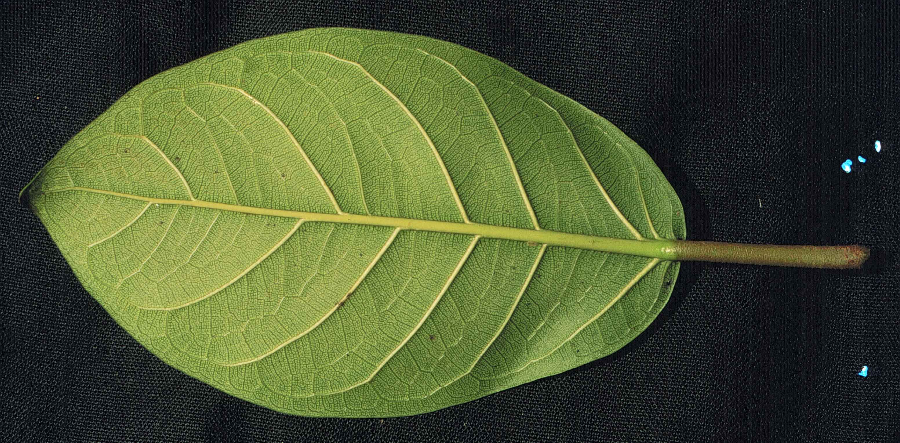 Ficus colubrinae 23 Octubre 1998