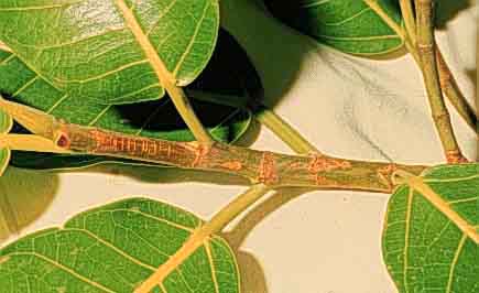 Ficus goldmanii 23 Octubre 1998