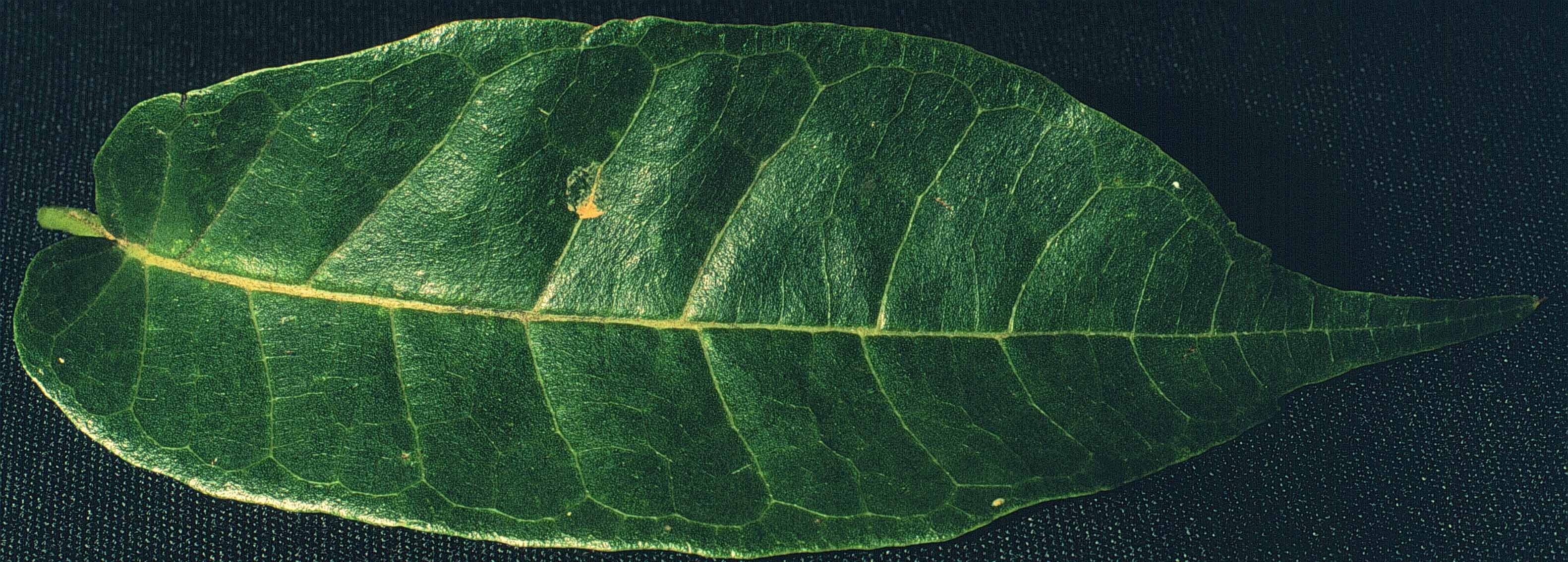 Maclura tinctoria 2 Octubre 1998