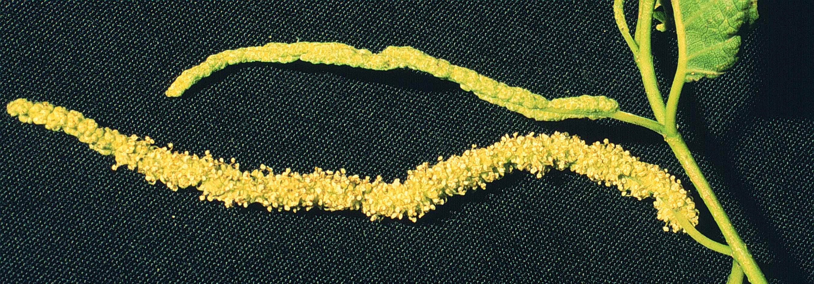 Maclura tinctoria 2 Octubre 1998