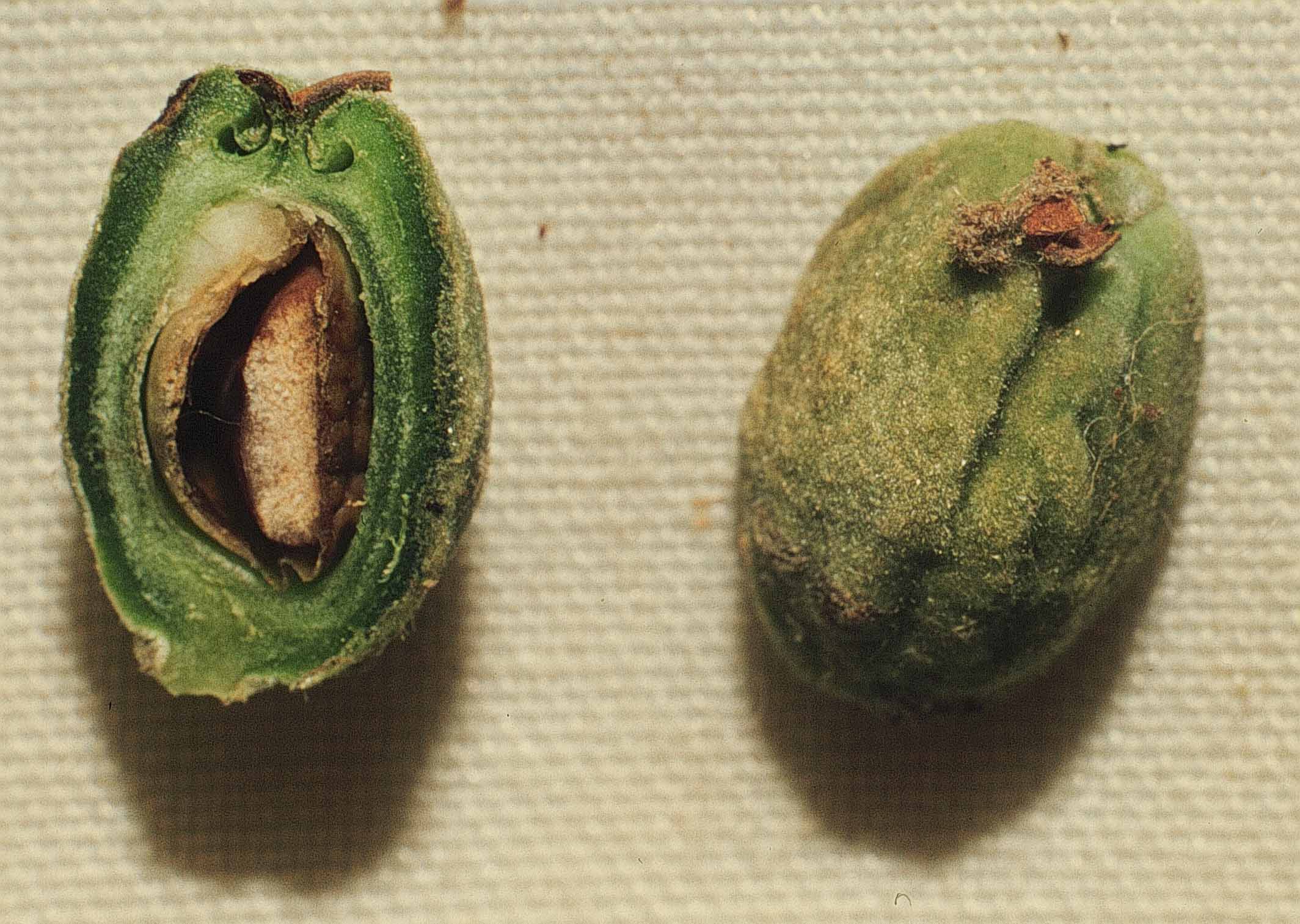 Trophis racemosa 6 setiembre 1998