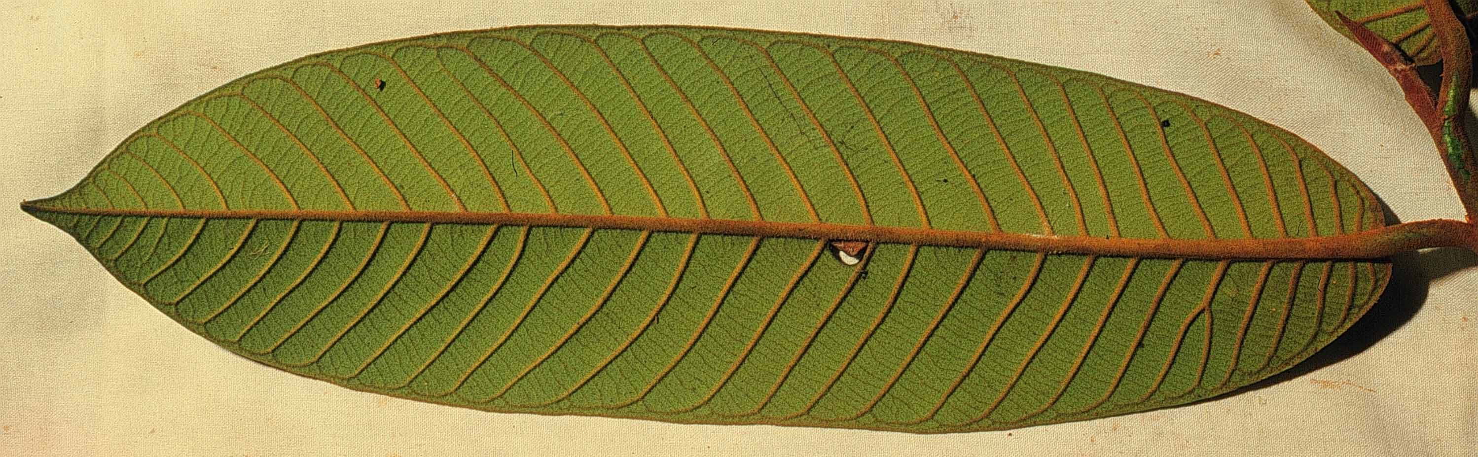 Virola koschnyi 2 setiembre 1998