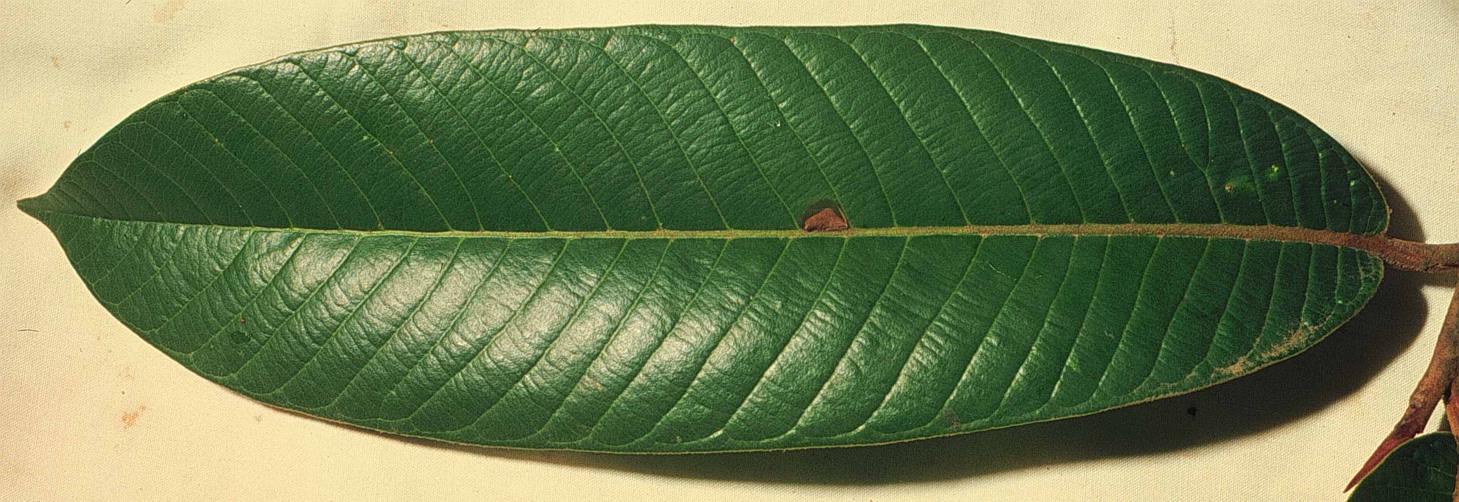 Virola koschnyi 2 setiembre 1998