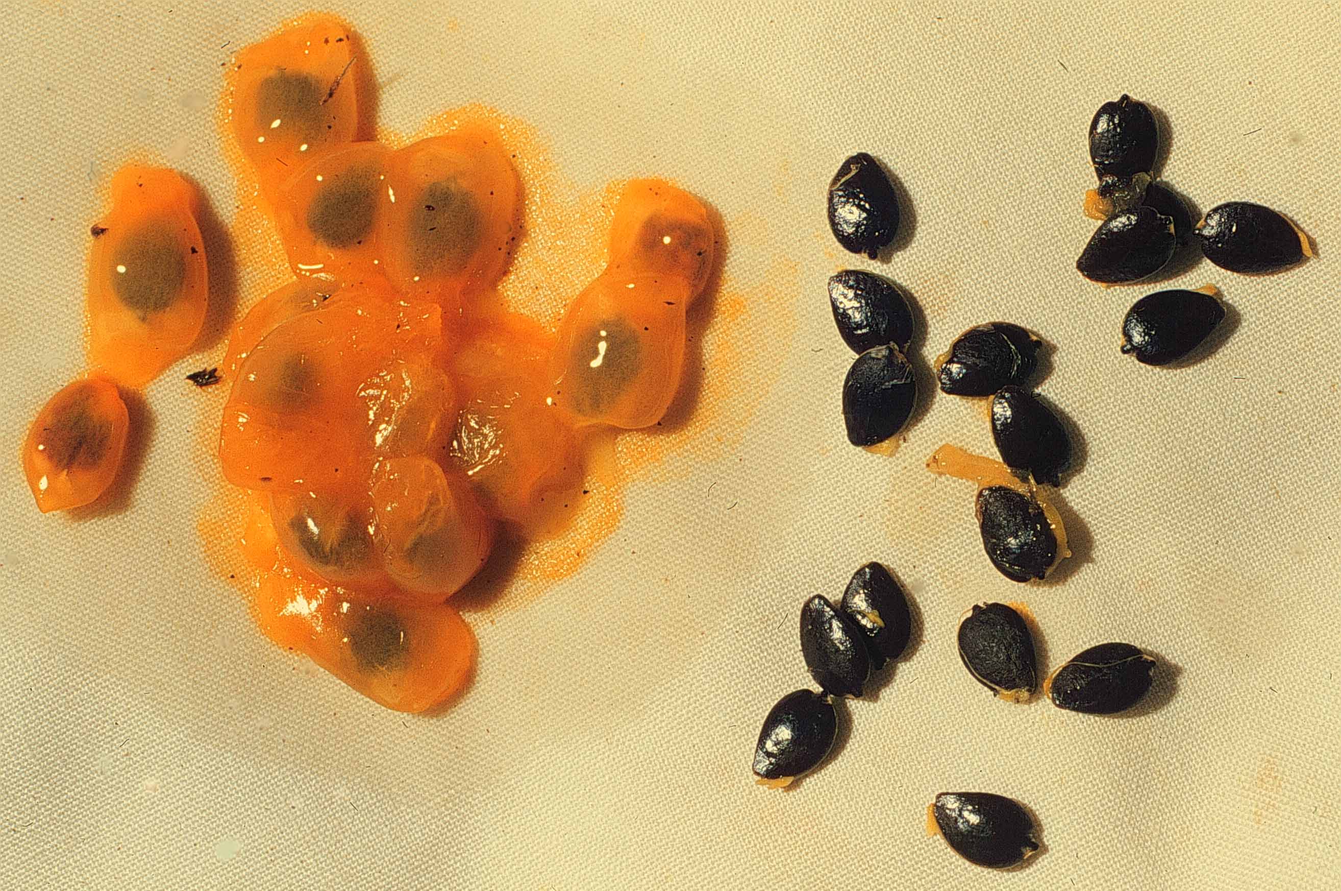 Passflora edulis 18 setiembre 1998