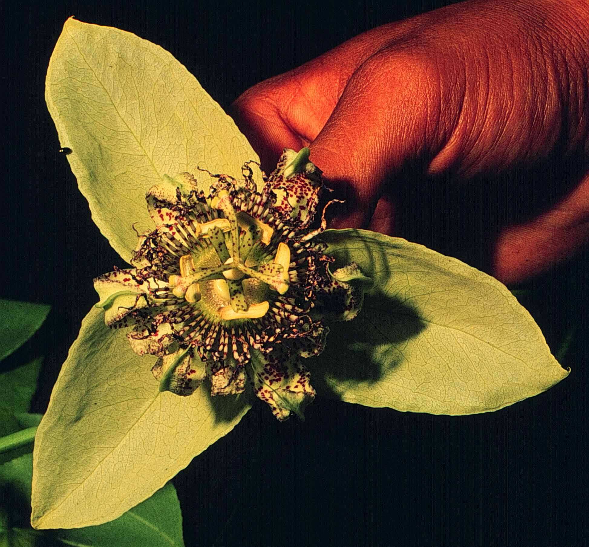Passflora platyloba 18 setiembre 1998