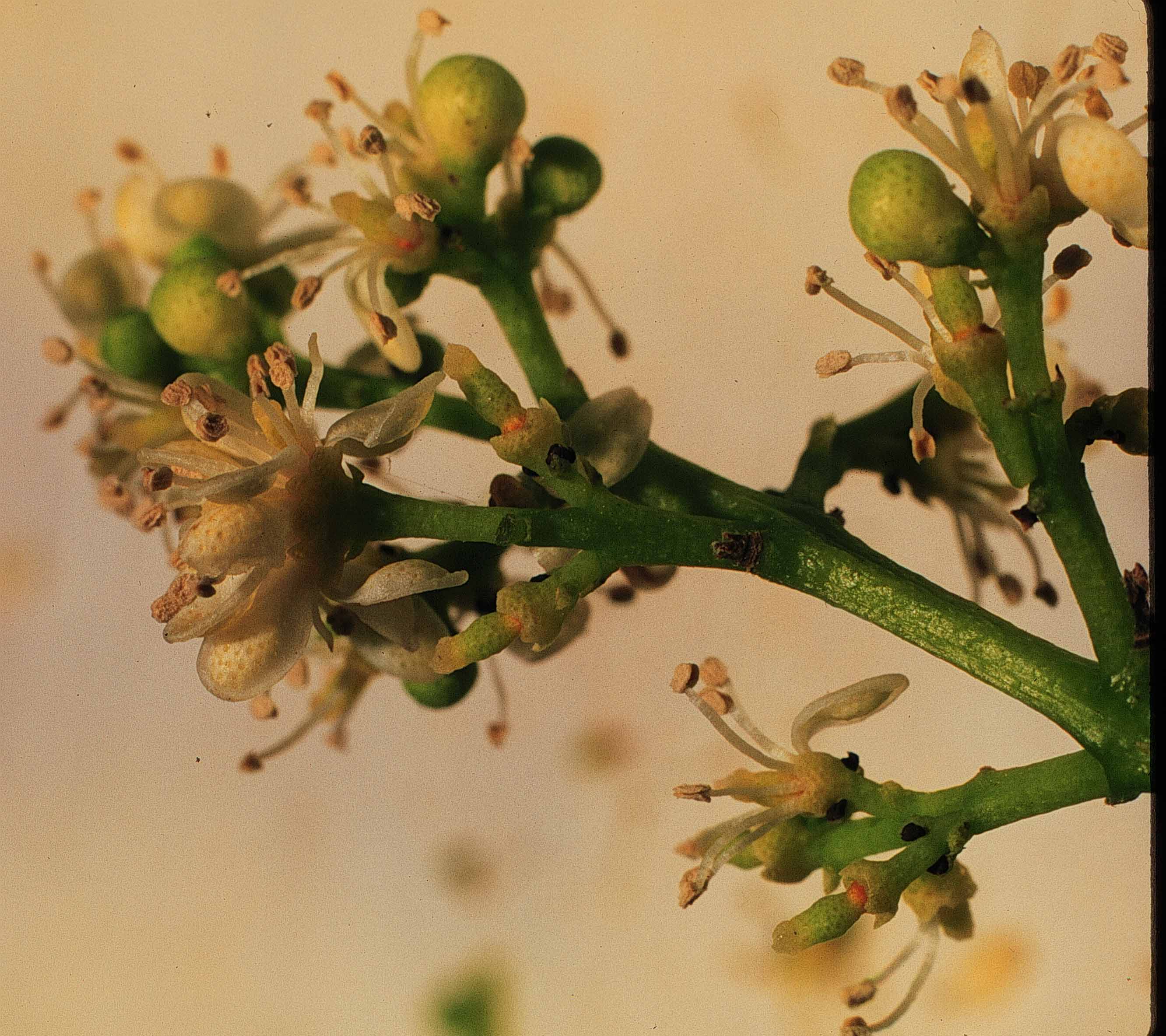 Amyris pinnata 5 abril 1998